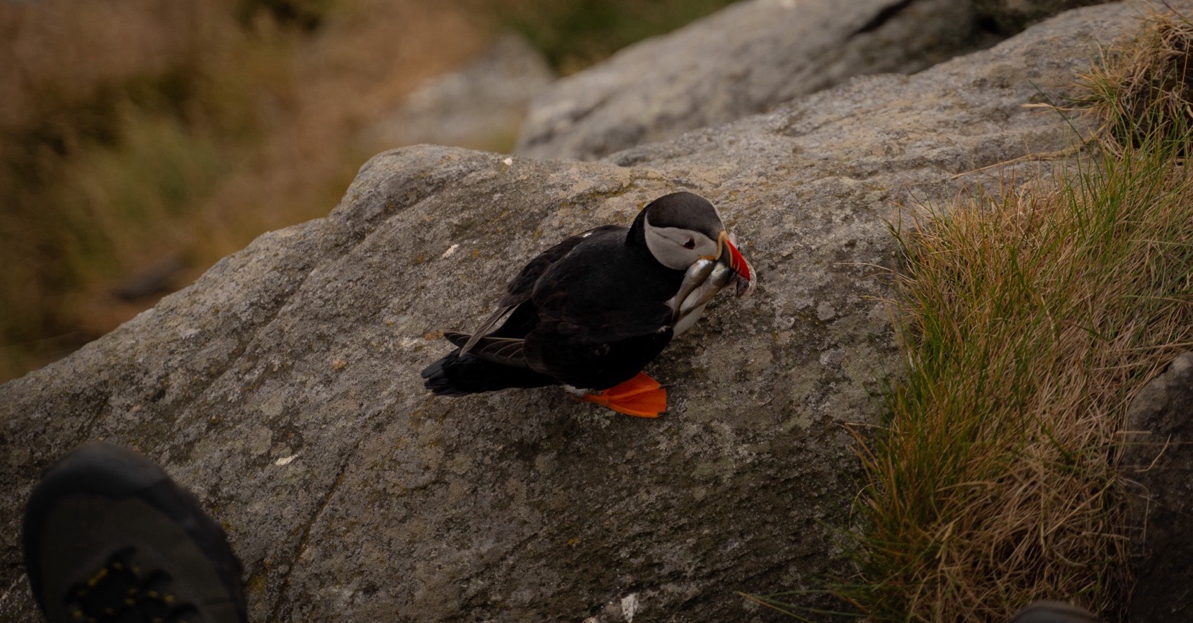 How To See Puffins in Norway – Annalise Adventuring